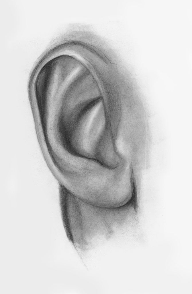 ear front view drawing