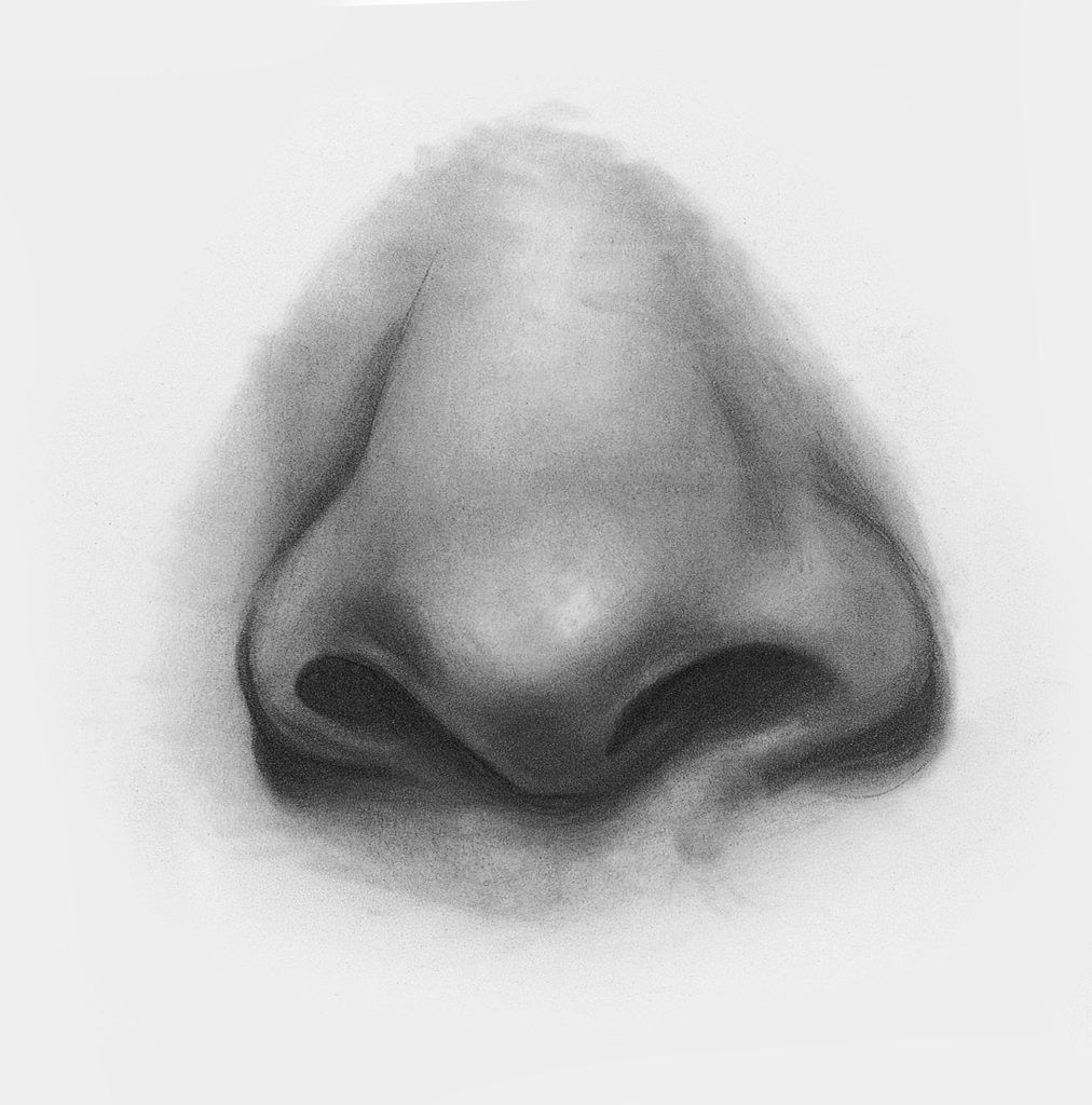 realistic nose drawing reference